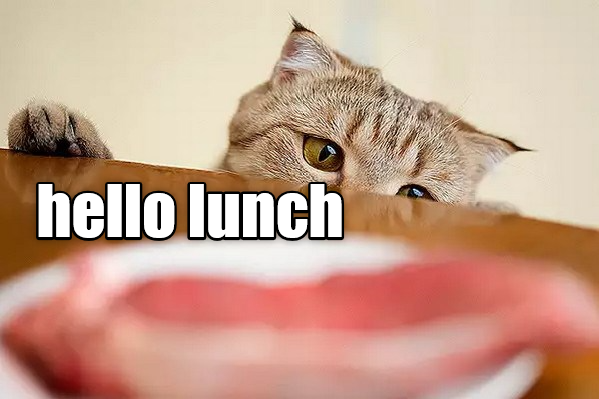 Hello lunch - Lolcats - lol | cat memes | funny cats | funny cat ...