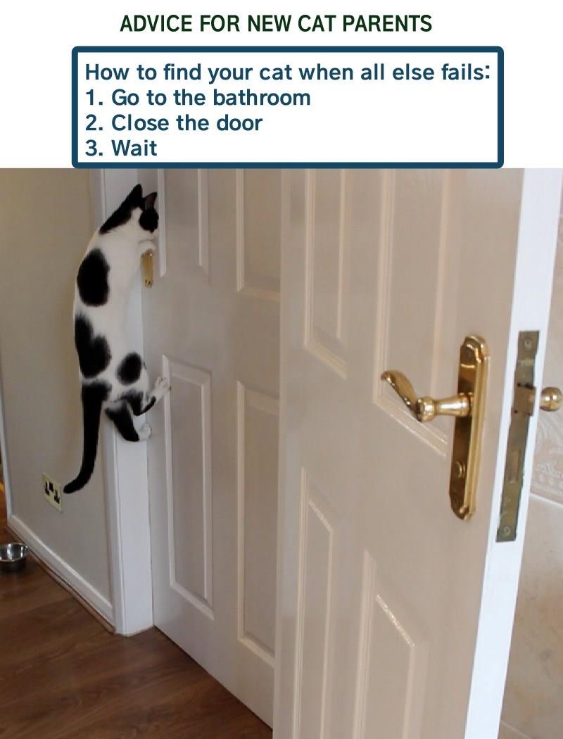 Advice for new cat parents - Lolcats - lol | cat memes | funny cats ...