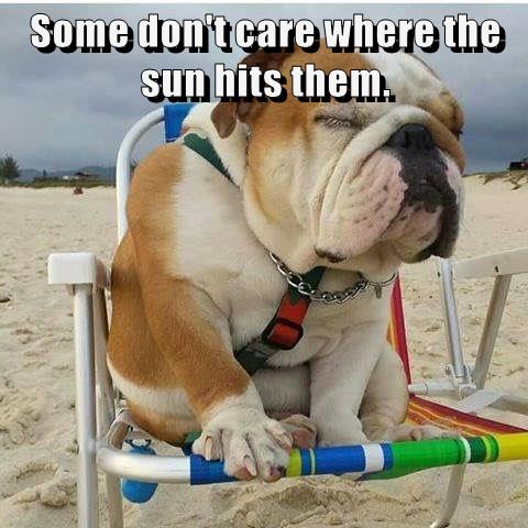 Some don't care where the sun hits them. - I Has A Hotdog - Dog ...