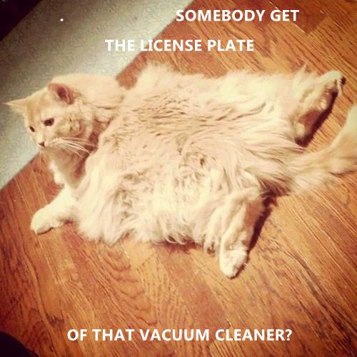 THE LICENSE PLATE - Lolcats - lol | cat memes | funny cats | funny cat ...