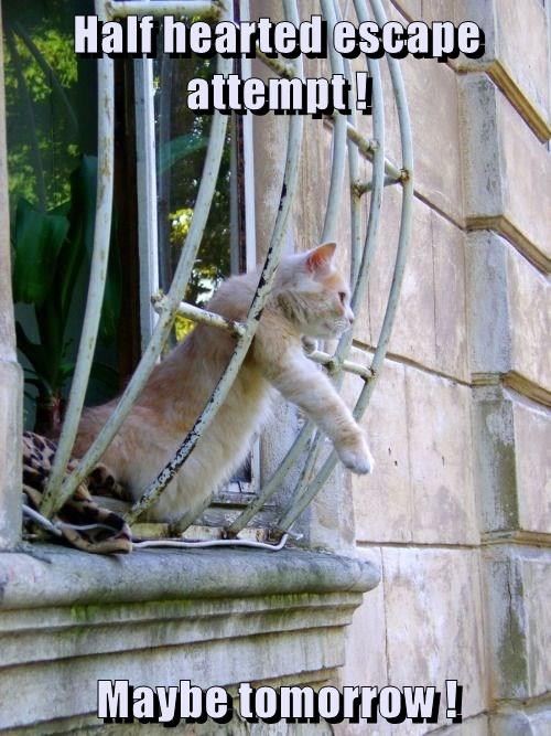 Half hearted escape attempt ! Maybe tomorrow ! - Lolcats - lol | cat ...