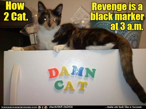 How 2 Cat. - Lolcats - lol | cat memes | funny cats | funny cat ...