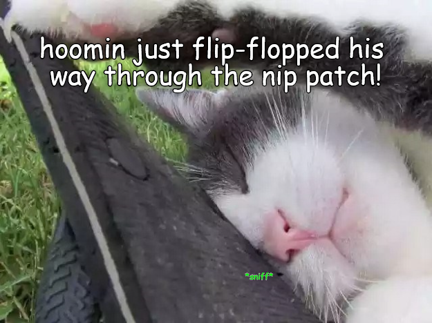 *sniff* - Lolcats - lol | cat memes | funny cats | funny cat pictures ...