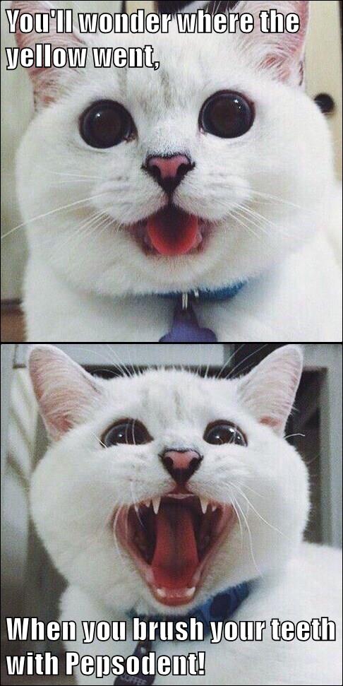 You'll wonder where the yellow went - Lolcats - lol | cat memes | funny ...