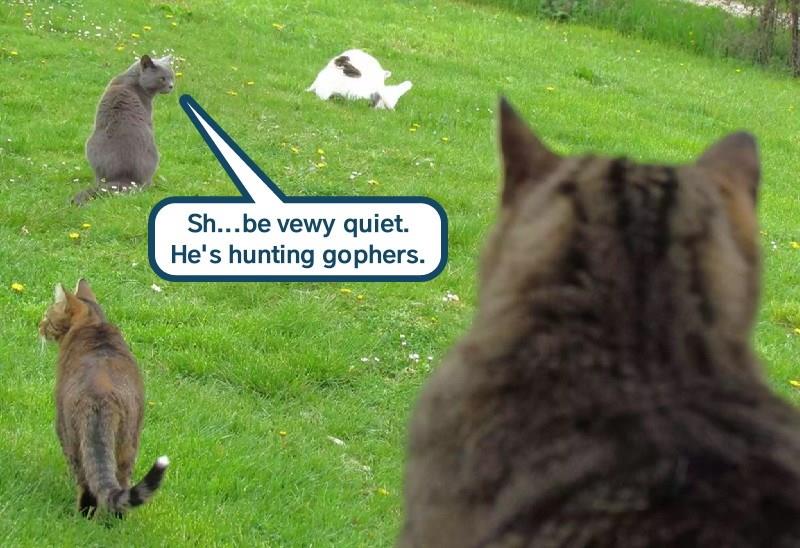 Ear to the ground - Lolcats - lol | cat memes | funny cats | funny cat ...