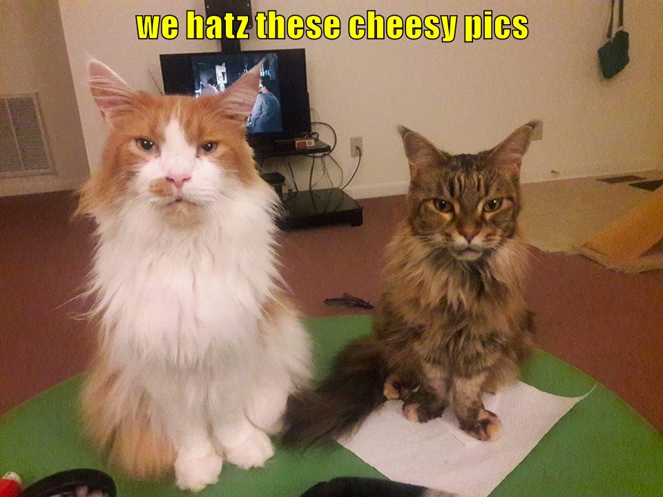 we hatz these cheesy pics - Lolcats - lol | cat memes | funny cats ...