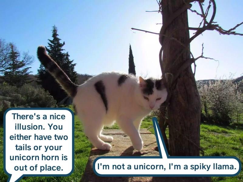 One's as real as the other - Lolcats - lol | cat memes | funny cats ...