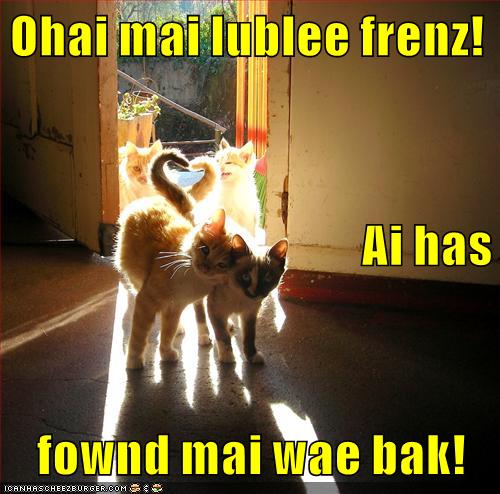 Ohai! - Lolcats - lol | cat memes | funny cats | funny cat pictures ...