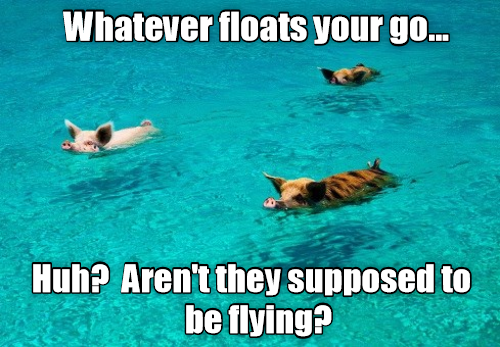 HUH? - Animal Comedy - Animal Comedy, funny animals, animal gifs