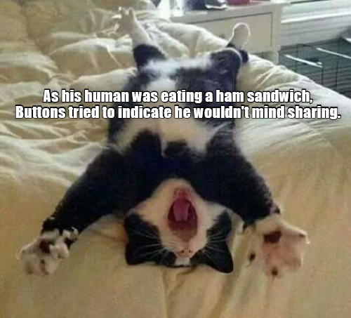 Woohoo! Over here! Hungry kitteh here! - Lolcats - lol | cat memes ...