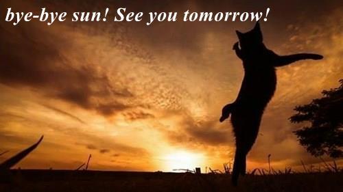 bye-bye sun! See you tomorrow! - Lolcats - lol | cat memes | funny cats ...