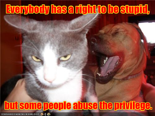 Your rights will soon meet my left. - Lolcats - lol | cat memes | funny ...