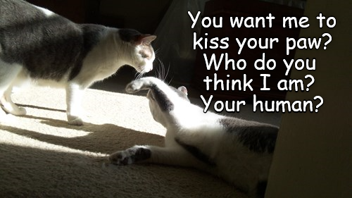 Kiss your paw? - Lolcats - lol | cat memes | funny cats | funny cat pictures with words on them ...