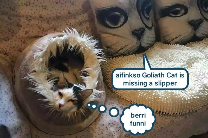 "Sleep a while in his slippers" - Lolcats - lol | cat memes | funny ...