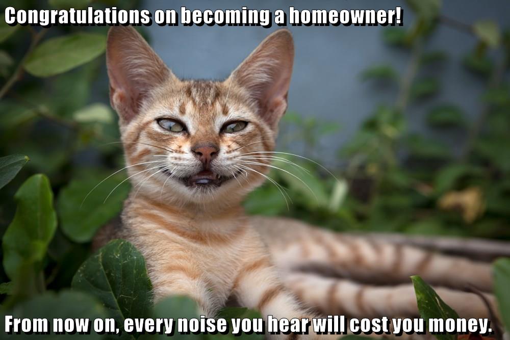 Congratulations - Lolcats - lol | cat memes | funny cats | funny cat ...