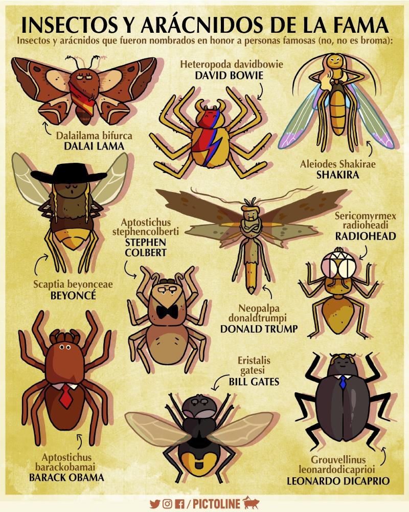 Curiosidad del día: insectos famosos - Loquillo