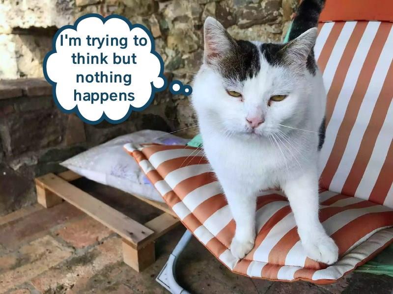 Curly kitteh - Lolcats - lol | cat memes | funny cats | funny cat ...