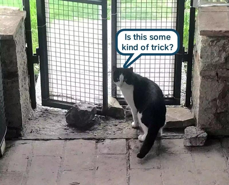 Indoor kitteh faces freedom - Lolcats - lol | cat memes | funny cats ...