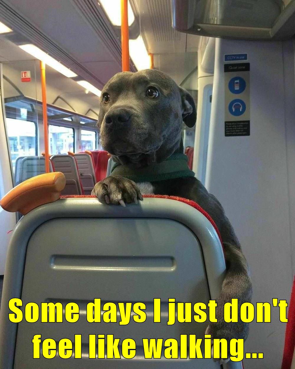 Some days I just don't feel like walking... - I Has A Hotdog - Dog ...