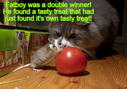 Go Fatboy! - Lolcats - lol | cat memes | funny cats | funny cat ...