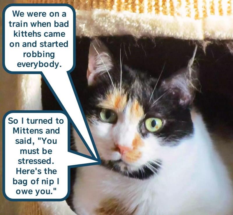 Hey, thanks - Lolcats - lol | cat memes | funny cats | funny cat ...