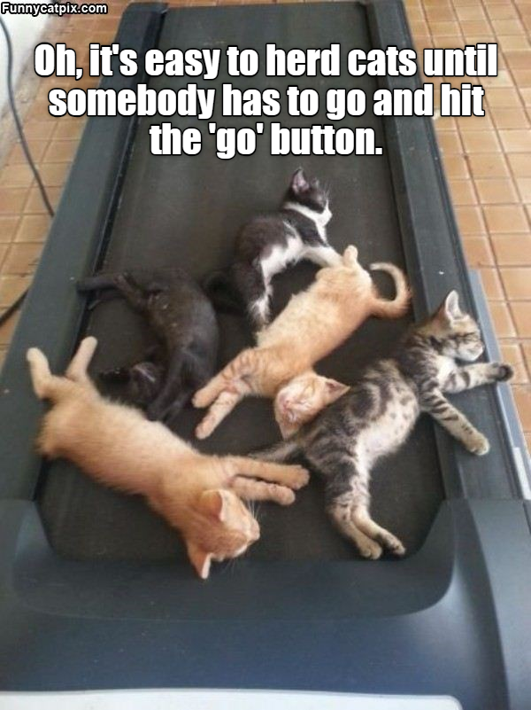 Who can hit go? - Lolcats - lol | cat memes | funny cats | funny cat ...