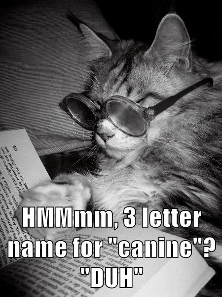 HMMmm, 3 letter name for "canine"? "DUH" - Lolcats - lol | cat memes ...