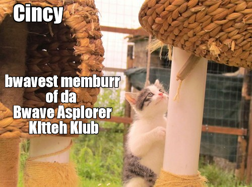 Kuppykakes Yerbuk - Lolcats - lol | cat memes | funny cats | funny cat ...