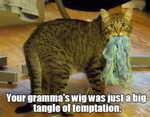 I know I'm wrong... - Lolcats - lol | cat memes | funny cats | funny ...