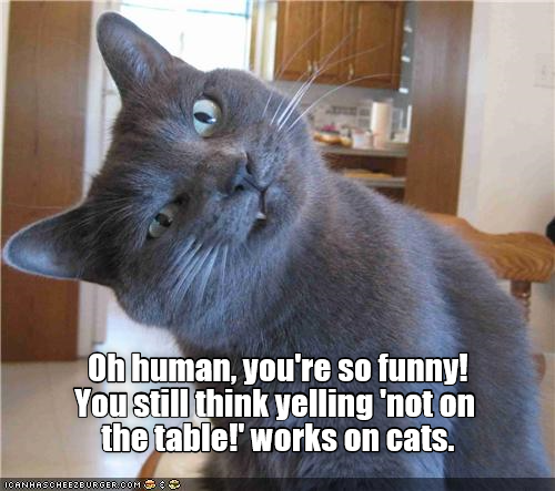 When will you learn? - Lolcats - lol | cat memes | funny cats | funny ...