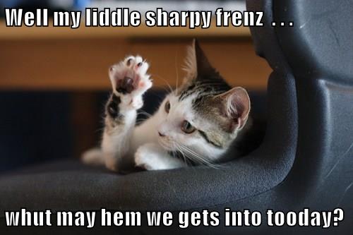 Well my liddle sharpy frenz . . . - Lolcats - lol | cat memes | funny ...