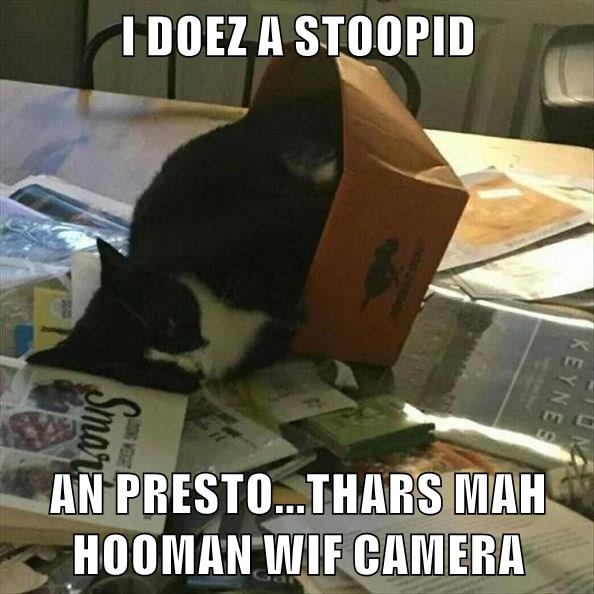 I DOEZ A STOOPID... - Lolcats - lol | cat memes | funny cats | funny ...