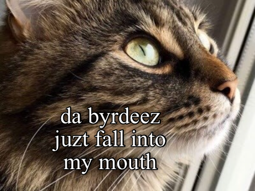 It'z a gift - Lolcats - lol | cat memes | funny cats | funny cat ...