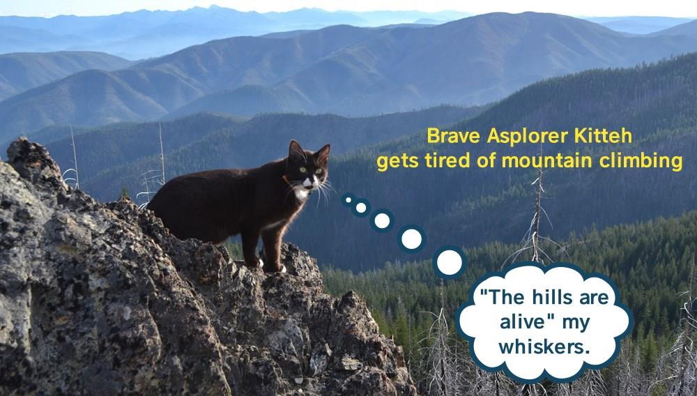 BAK says "No more climbing" - Lolcats - lol | cat memes | funny cats ...