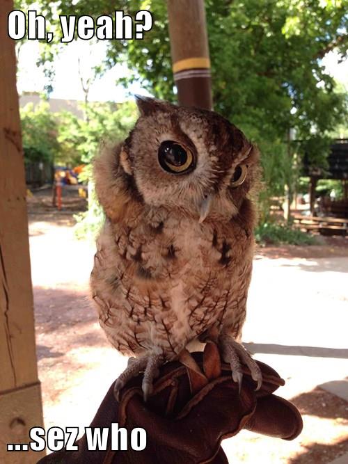 Oh, yeah? ...sez who - Animal Comedy - Animal Comedy, funny animals ...