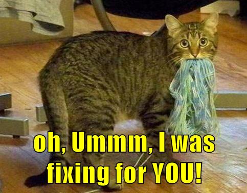 Ummm... - Lolcats - lol | cat memes | funny cats | funny cat pictures ...