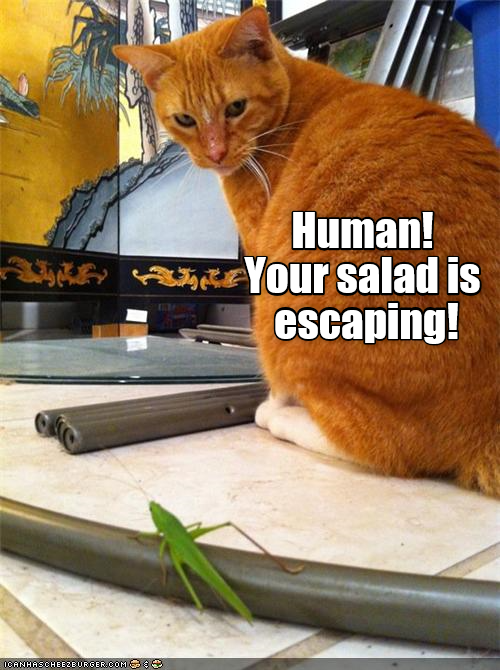 Green. Yegh. Probably infested with vitamins. - Lolcats - lol | cat ...