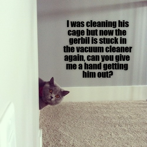 Every time I try to help! - Lolcats - lol | cat memes | funny cats ...