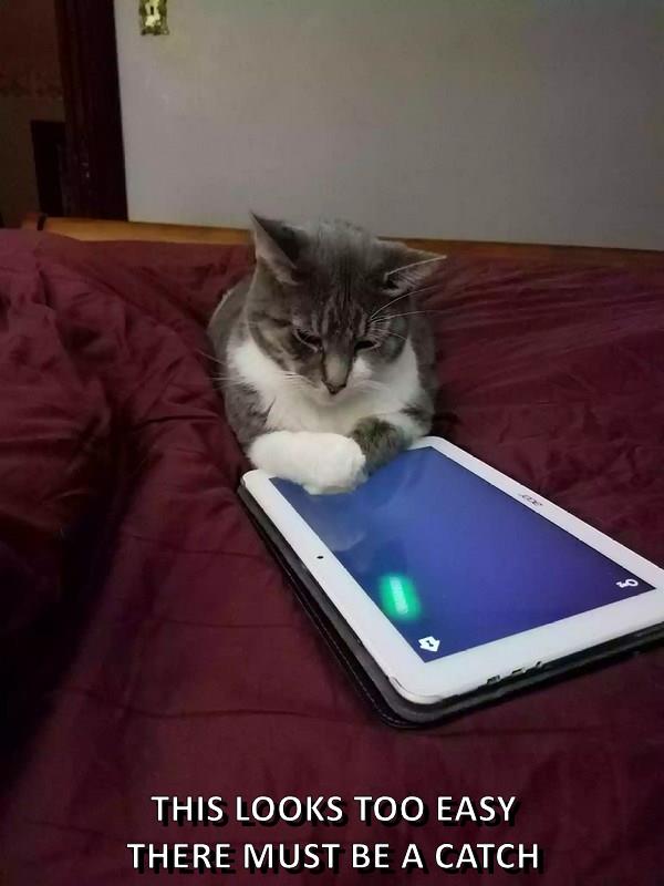 THIS LOOKS TOO EASY THERE MUST BE A CATCH - Lolcats - lol | cat memes ...