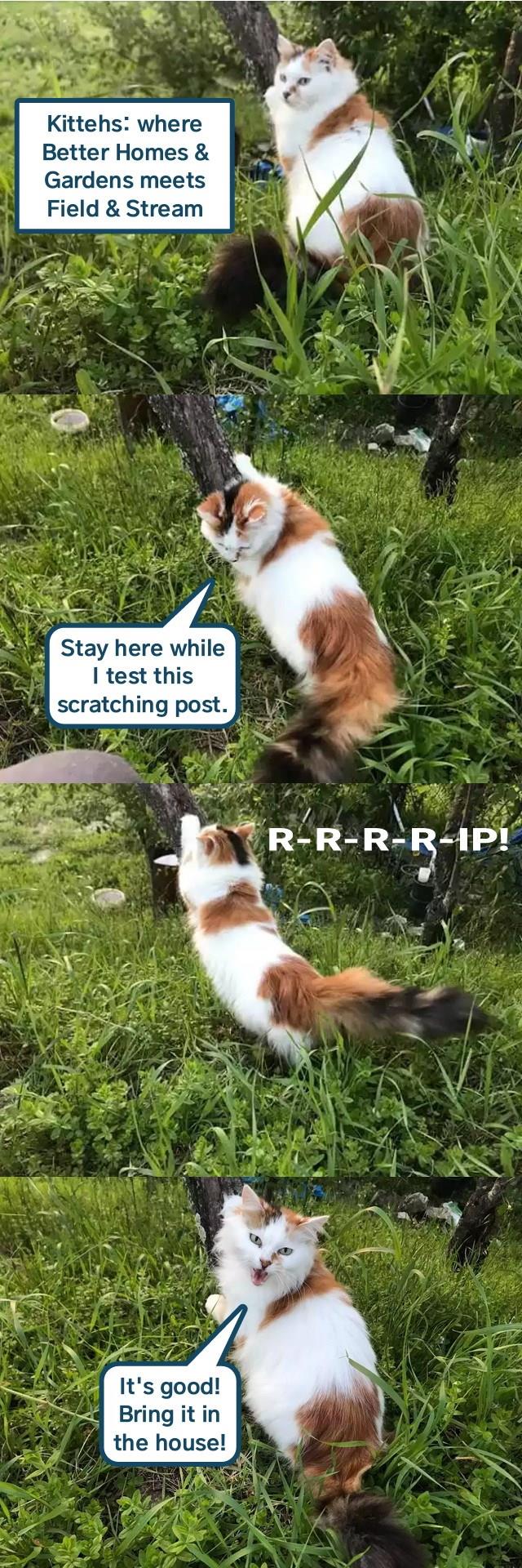 Field testing - Lolcats - lol | cat memes | funny cats | funny cat ...