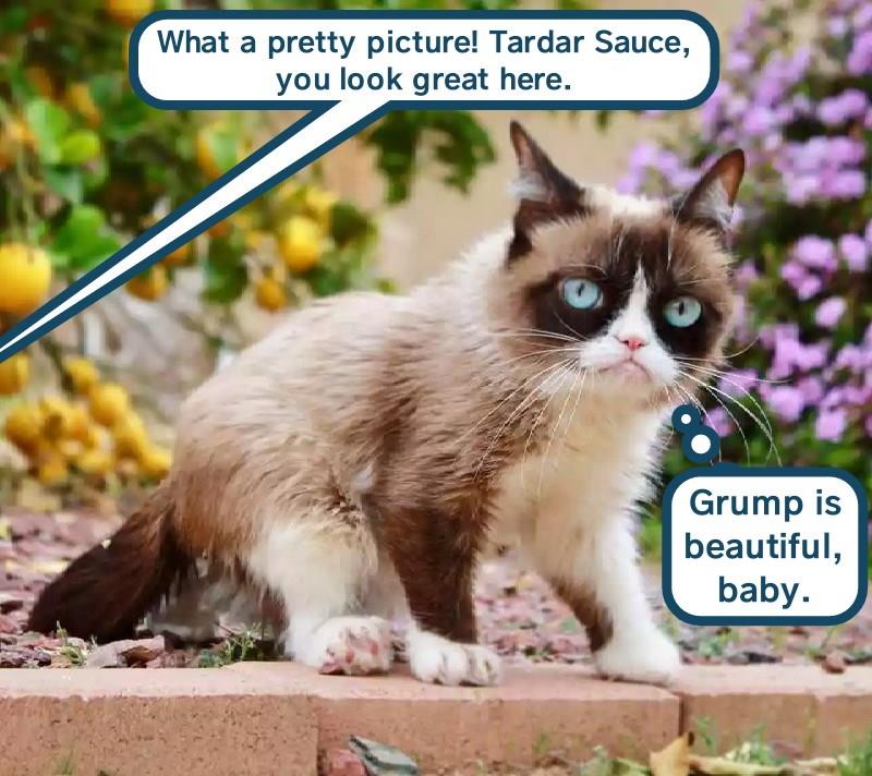 Perky Grumpy - Lolcats - lol | cat memes | funny cats | funny cat ...