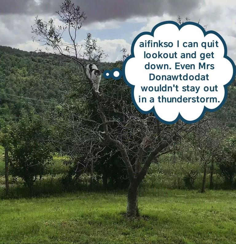 Safety first - Lolcats - lol | cat memes | funny cats | funny cat ...