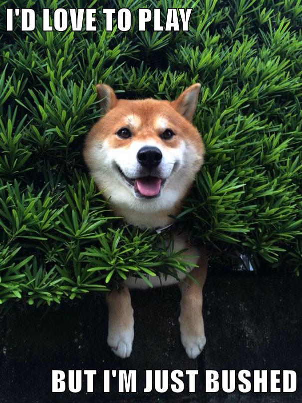 I'D LOVE TO PLAY BUT I'M JUST BUSHED - I Has A Hotdog - Dog Pictures ...