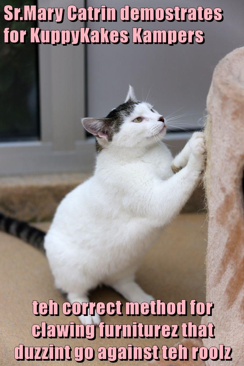 Teh correct method for clawing furniturez... - Lolcats - lol | cat ...