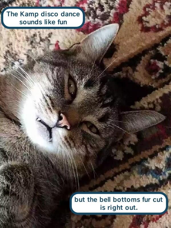 Tiger can really cut a rug - Lolcats - lol | cat memes | funny cats ...