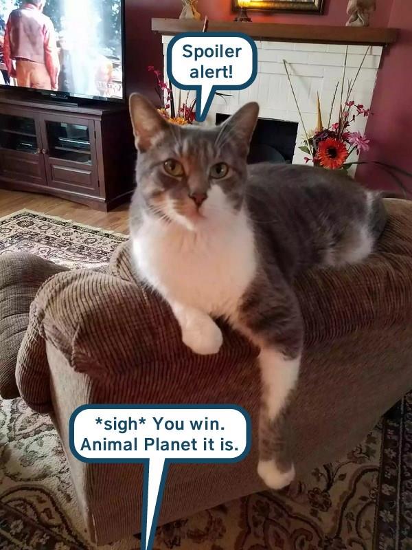 Spoiler alert! - Lolcats - lol | cat memes | funny cats | funny cat ...