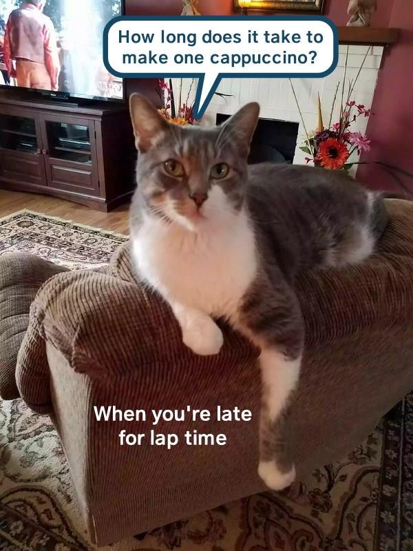 Hurry up! - Lolcats - lol | cat memes | funny cats | funny cat pictures ...