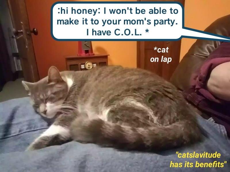 Social situation saver: catslavitude has its benefits - Lolcats - lol ...