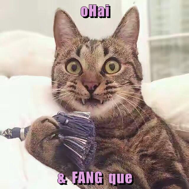 oHai & FANG que - Lolcats - lol | cat memes | funny cats | funny cat ...