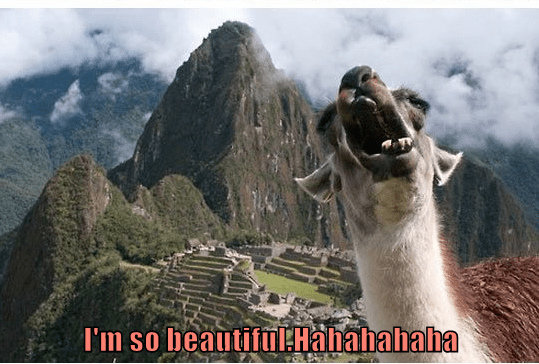 I'm so beautiful.Hahahahaha - Animal Comedy - Animal Comedy, funny ...